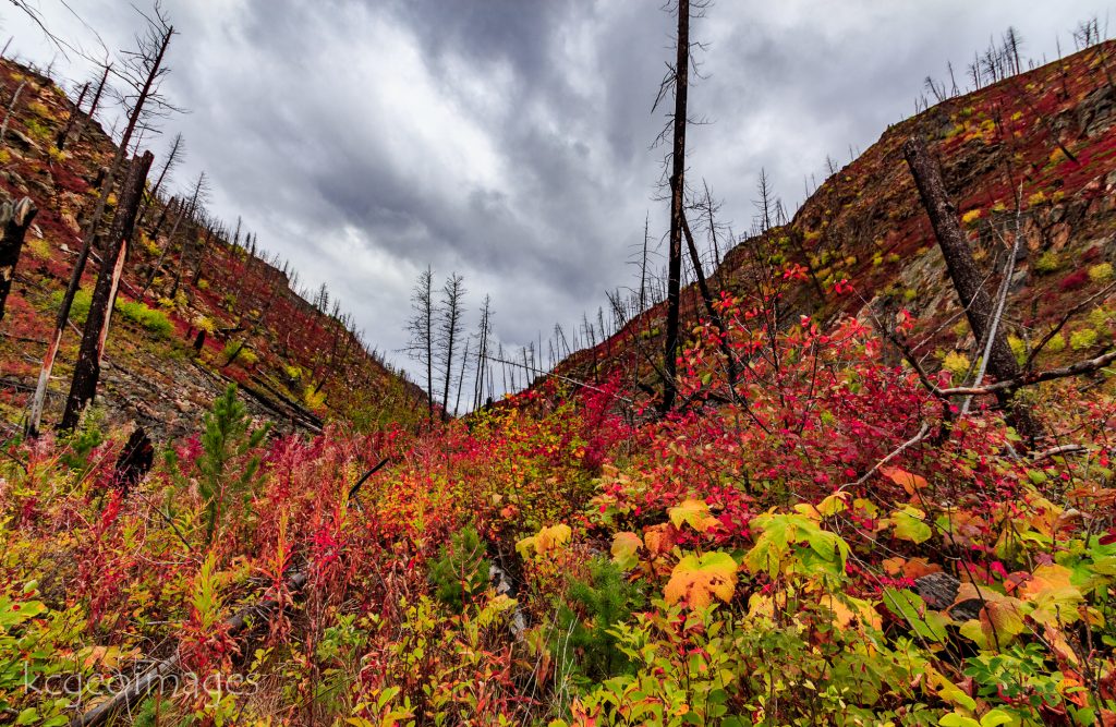 Fire Rebirth - KC Geo Images